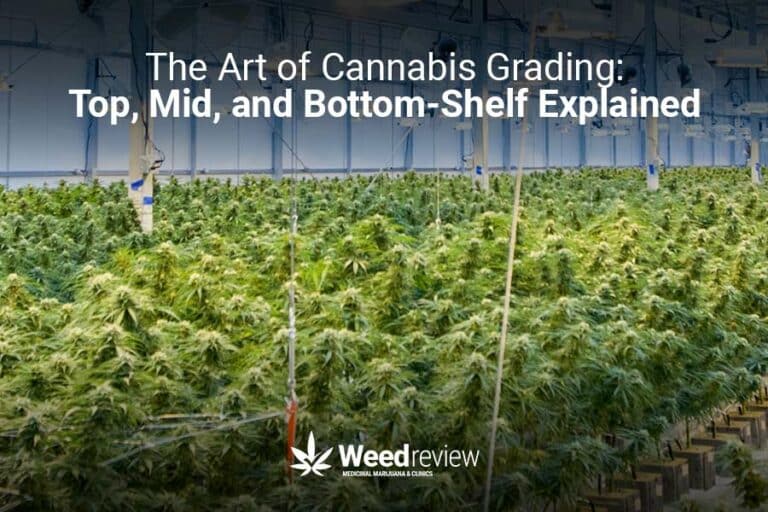 Weed Quality Guide: Top, Mid & Bottom-Shelf Cannabis