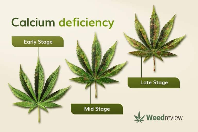 Marijuana Plants Nutrient Deficiency Chart | Weed Review