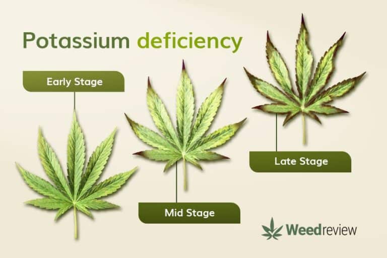 Marijuana Plants Nutrient Deficiency Chart | Weed Review