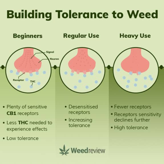 Marijuana Tolerance & T-Breaks | Weed Review