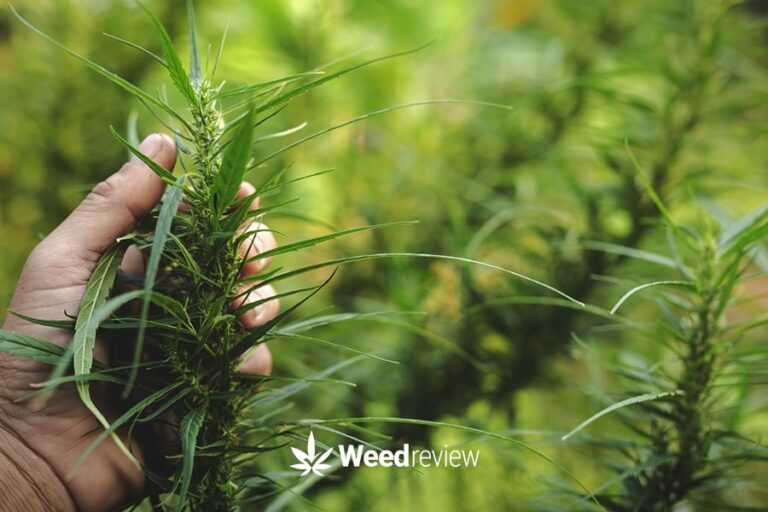 How to Grow Marijuana: A Starting Guide | Weed Review