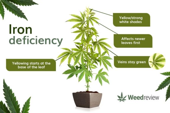 Marijuana Plants Nutrient Deficiency Chart | Weed Review