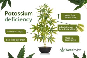 Marijuana Plants Nutrient Deficiency Chart | Weed Review