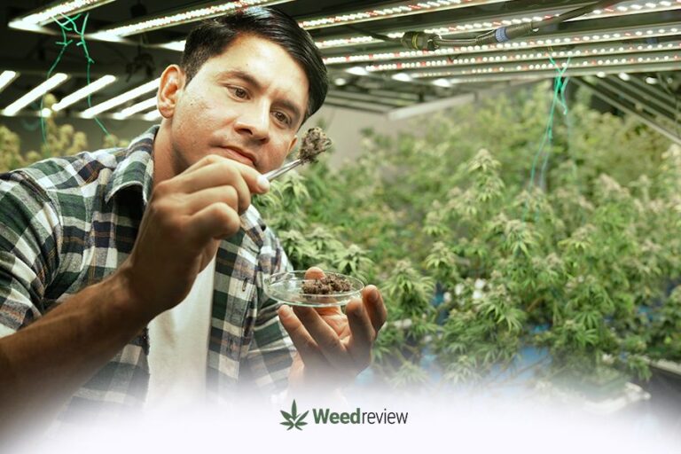 How to Grow Marijuana Indoors | Weed Review