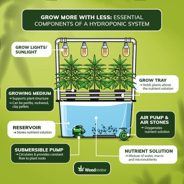 How to Grow Hydroponic Cannabis | Weed Review