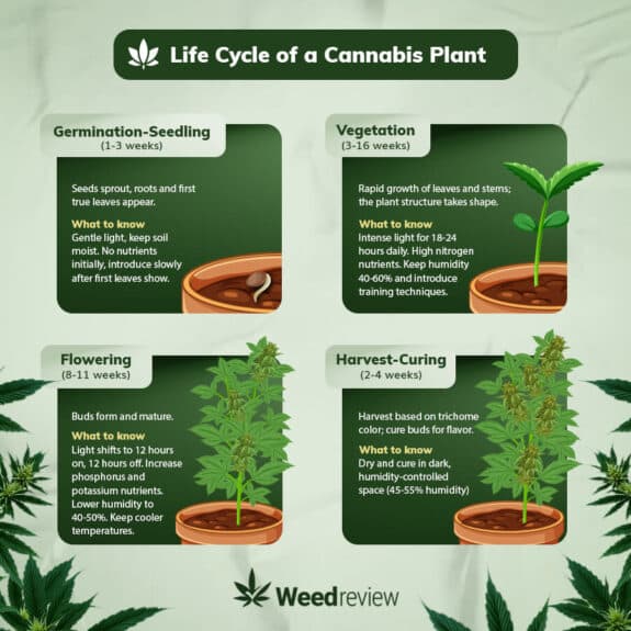 Life Cycle of Marijuana: How Cannabis Grows | Weed Review